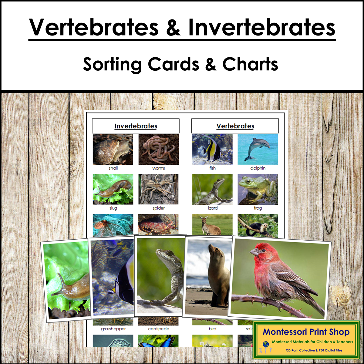 Food Groups - Information, Sorting Cards & Control Chart | Made By Teachers