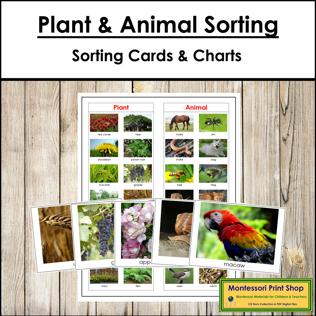 Pollination and Seed Dispersal - Information, Sorting Cards & Control ...