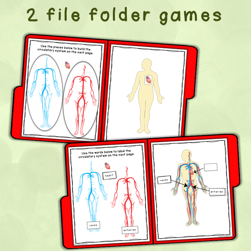 Human Body Circulatory System Unit BUNDLE | Made By Teachers