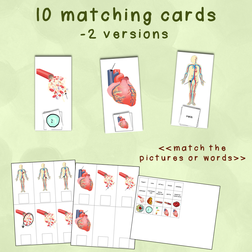 Human Body Circulatory System Unit BUNDLE | Made By Teachers