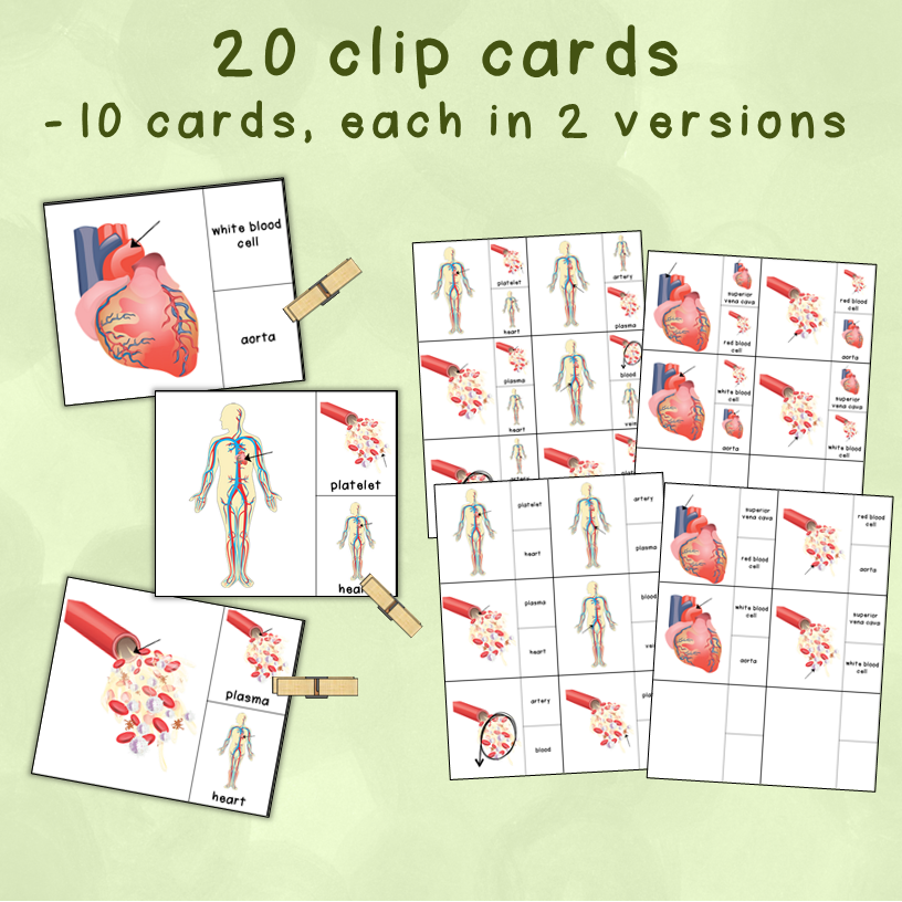 Human Body Circulatory System Unit BUNDLE | Made By Teachers