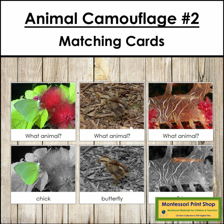 Animal Camouflage Matching Cards (Set #2) - Zoology - Made By Teachers