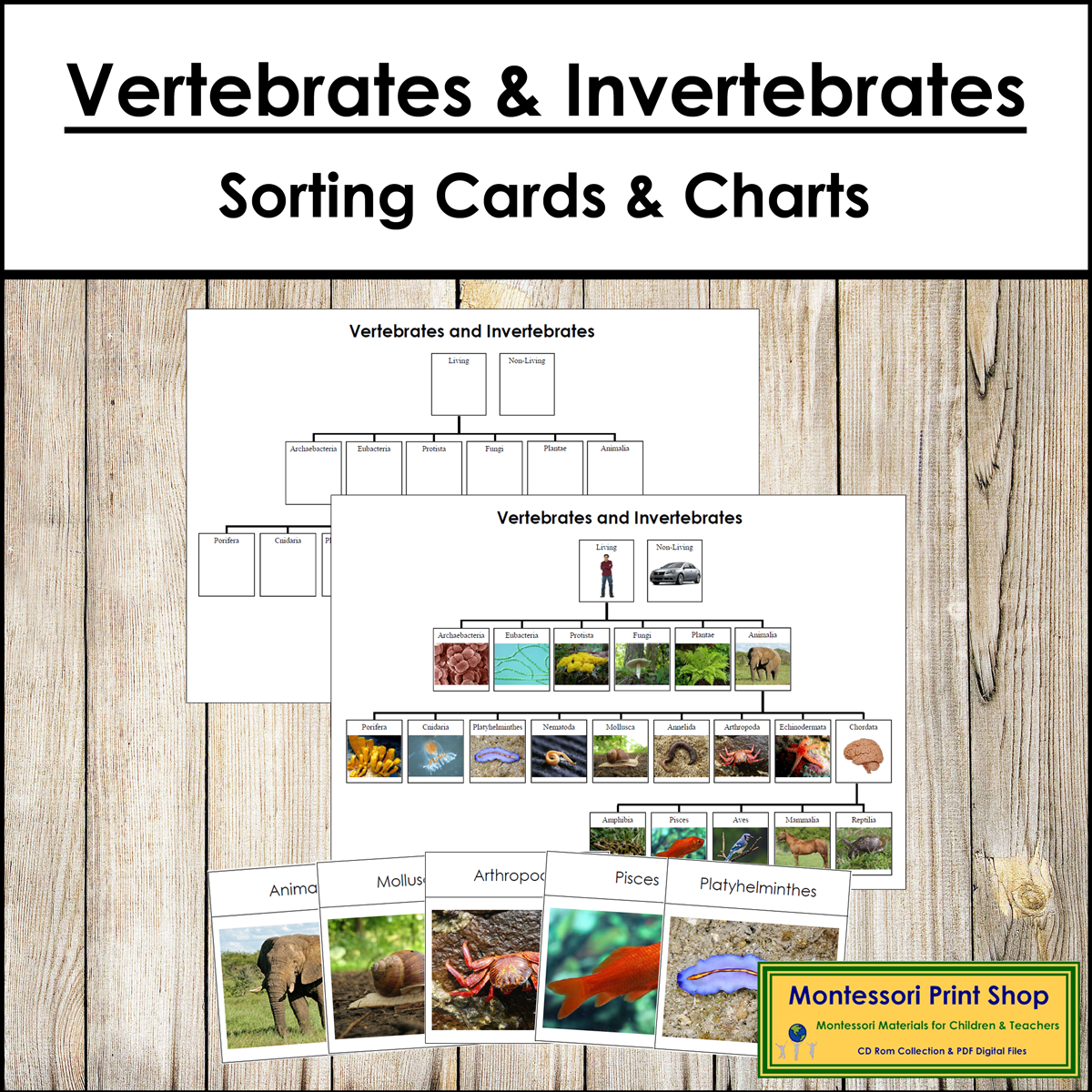 Herbivore, Carnivore & Omnivore Animals - Sorting Cards & Control Chart ...