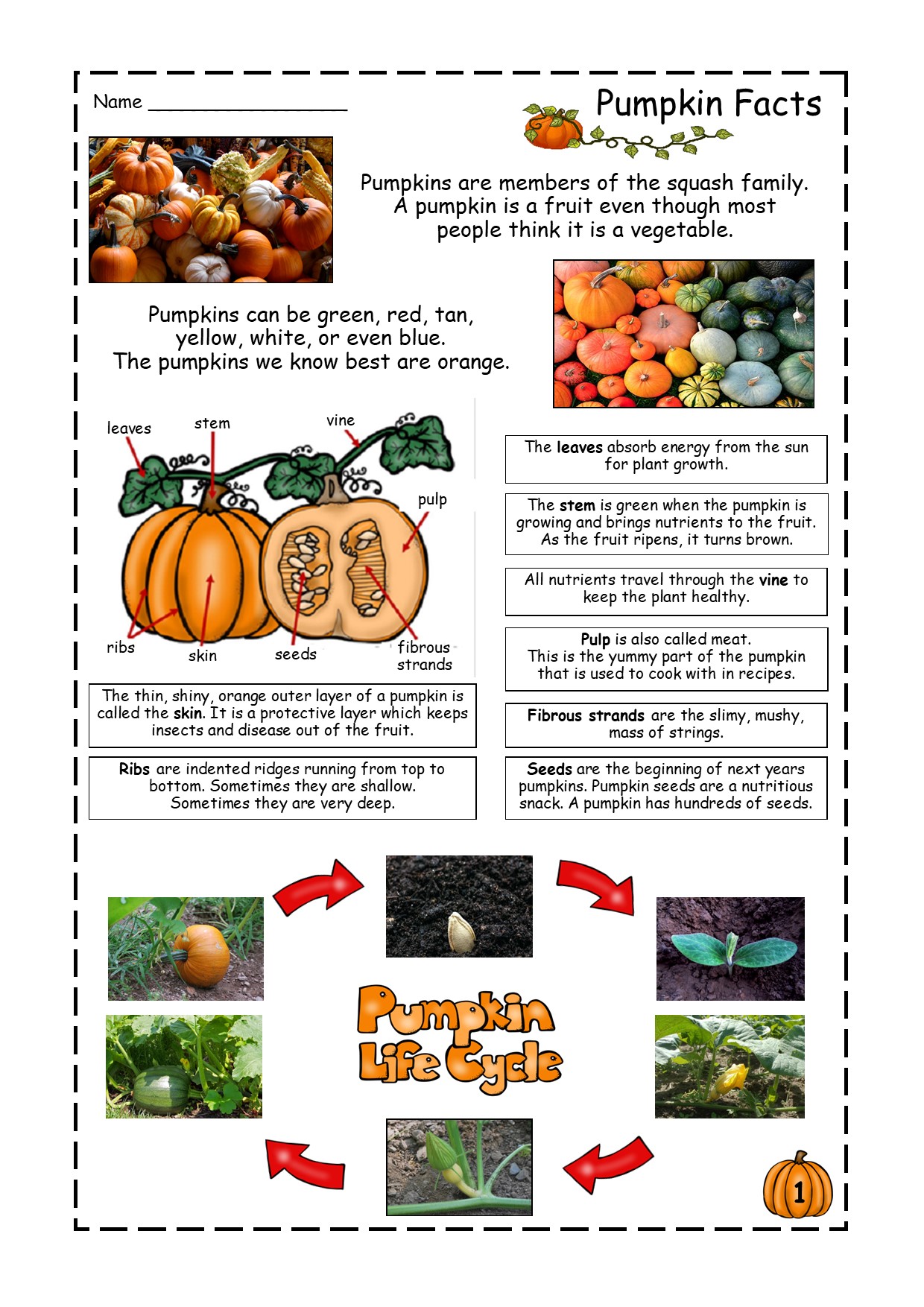 Pumpkin Facts Reading Comprehension Passage | Made By Teachers