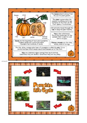Pumpkin Facts Mini Book Reading Comprehension - Made By Teachers