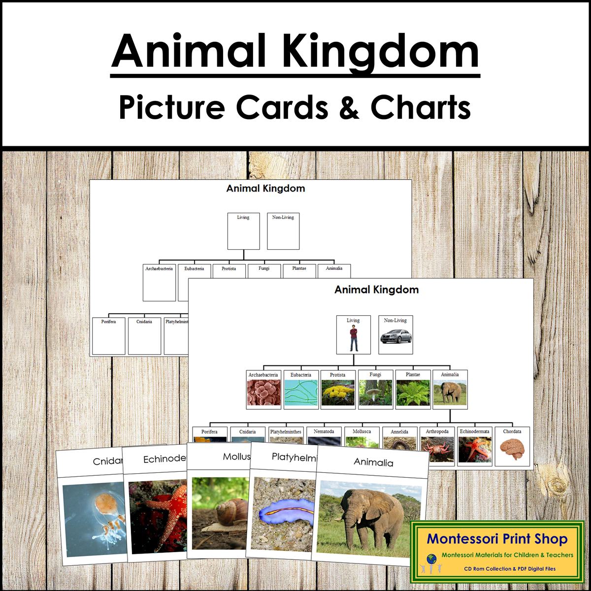 Animal Kingdom Bundle (color-coded) - Animal Classification ...