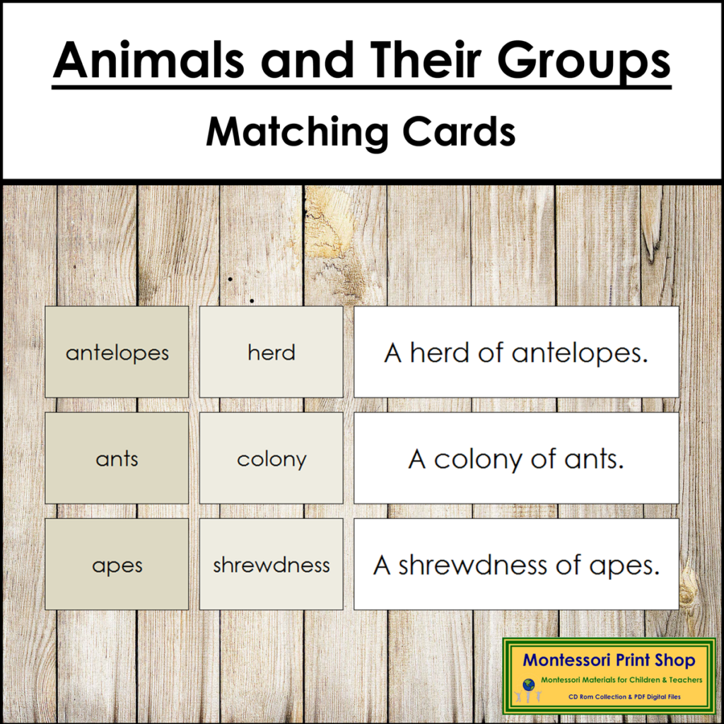 Animals and Their Groups Matching Cards (color-coded) | Made By Teachers