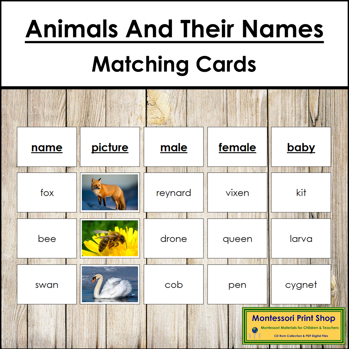 Types of Coral Reef Animals - Montessori 3-Part Cards - Vocabulary, ESL ...