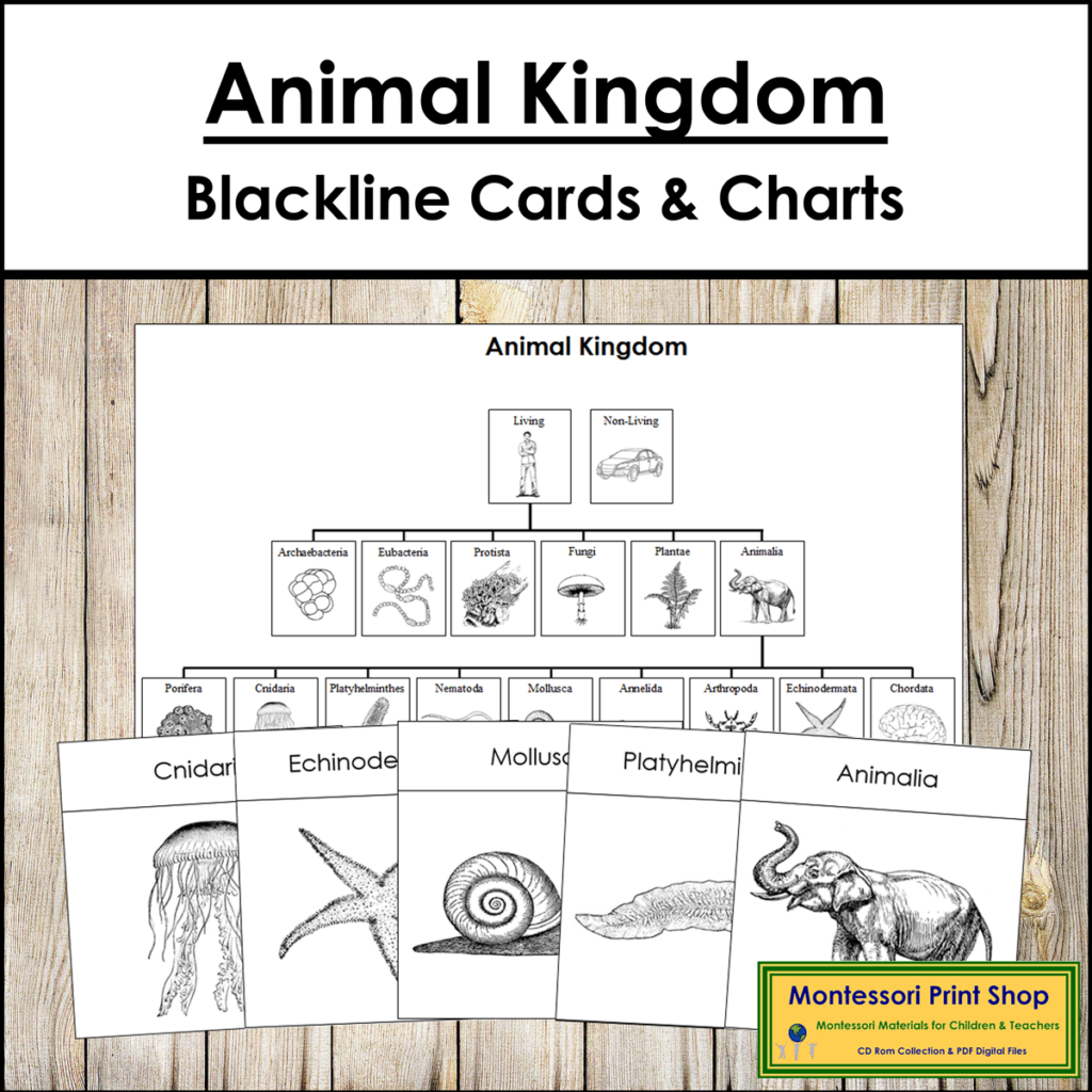 Animal Kingdom Bundle (color-coded) - Animal Classification ...