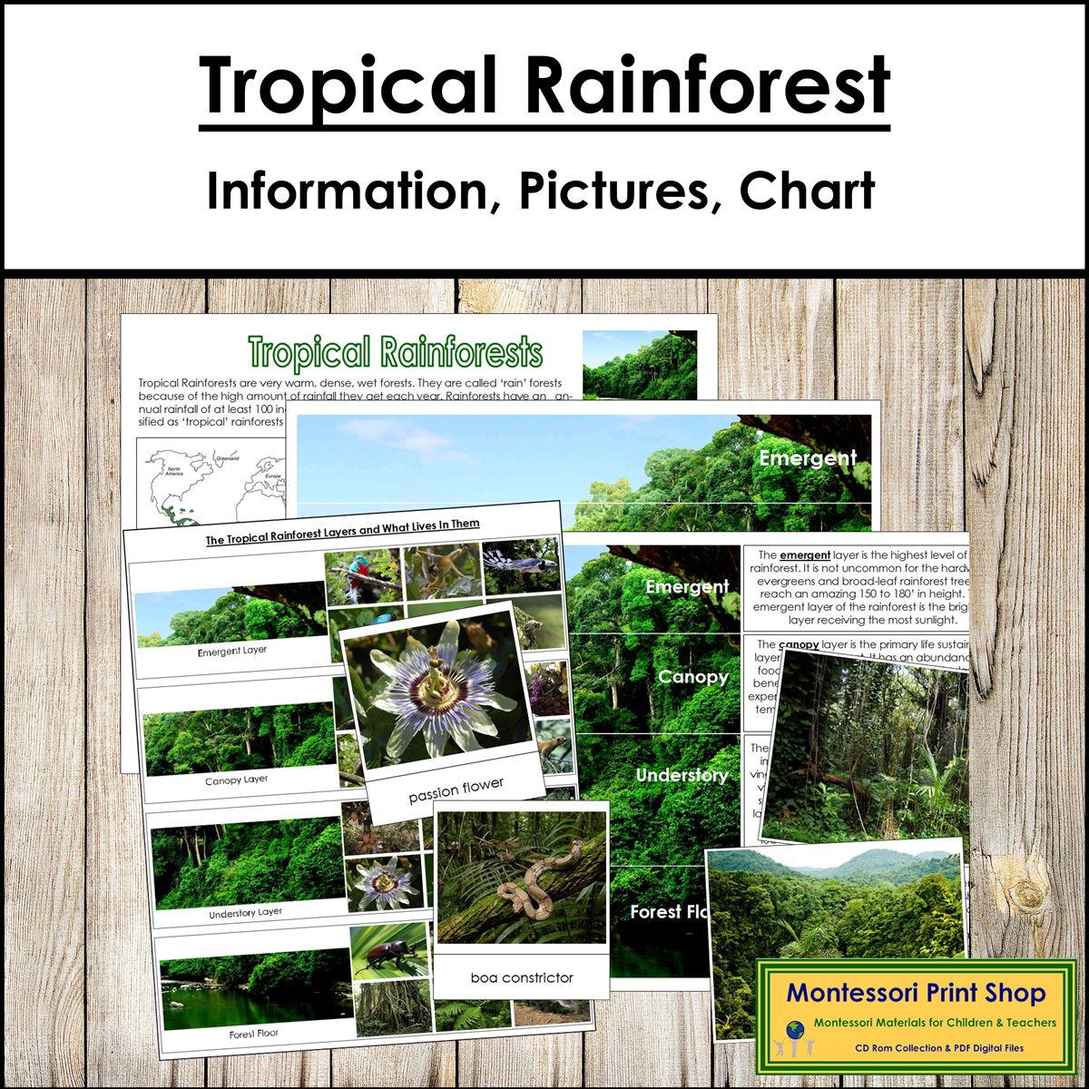 Types of Plant Roots - Information, Sorting Cards and Control Charts ...