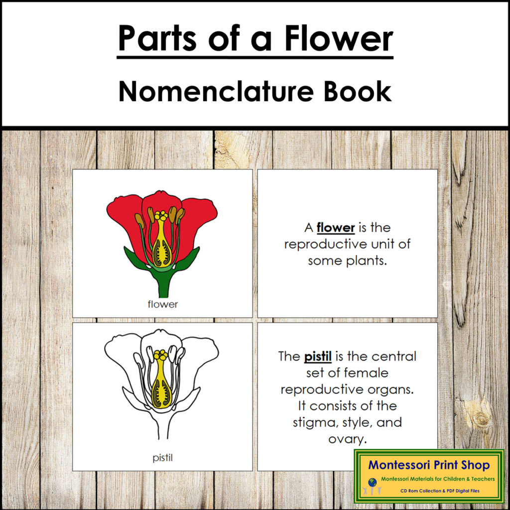 Parts of a Flower Book - Montessori Nomenclature | Made By Teachers