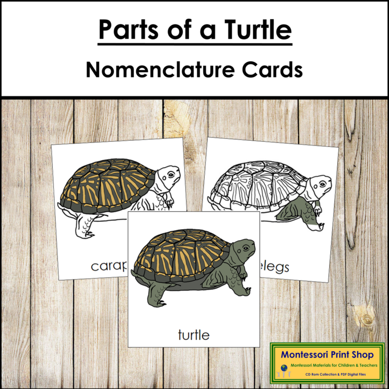Parts of a Turtle 3-Part Cards - Montessori Nomenclature - Made By Teachers