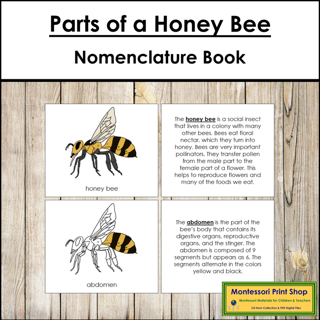 Parts of a Honey Bee Book - Montessori Nomenclature - Made By Teachers