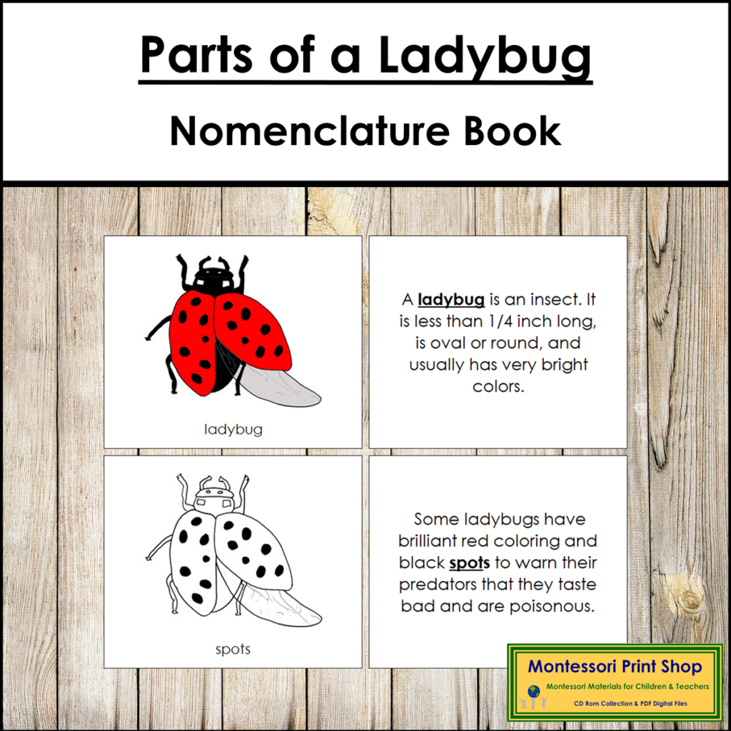 Parts of a Ladybug Book - Montessori Nomenclature | Made By Teachers