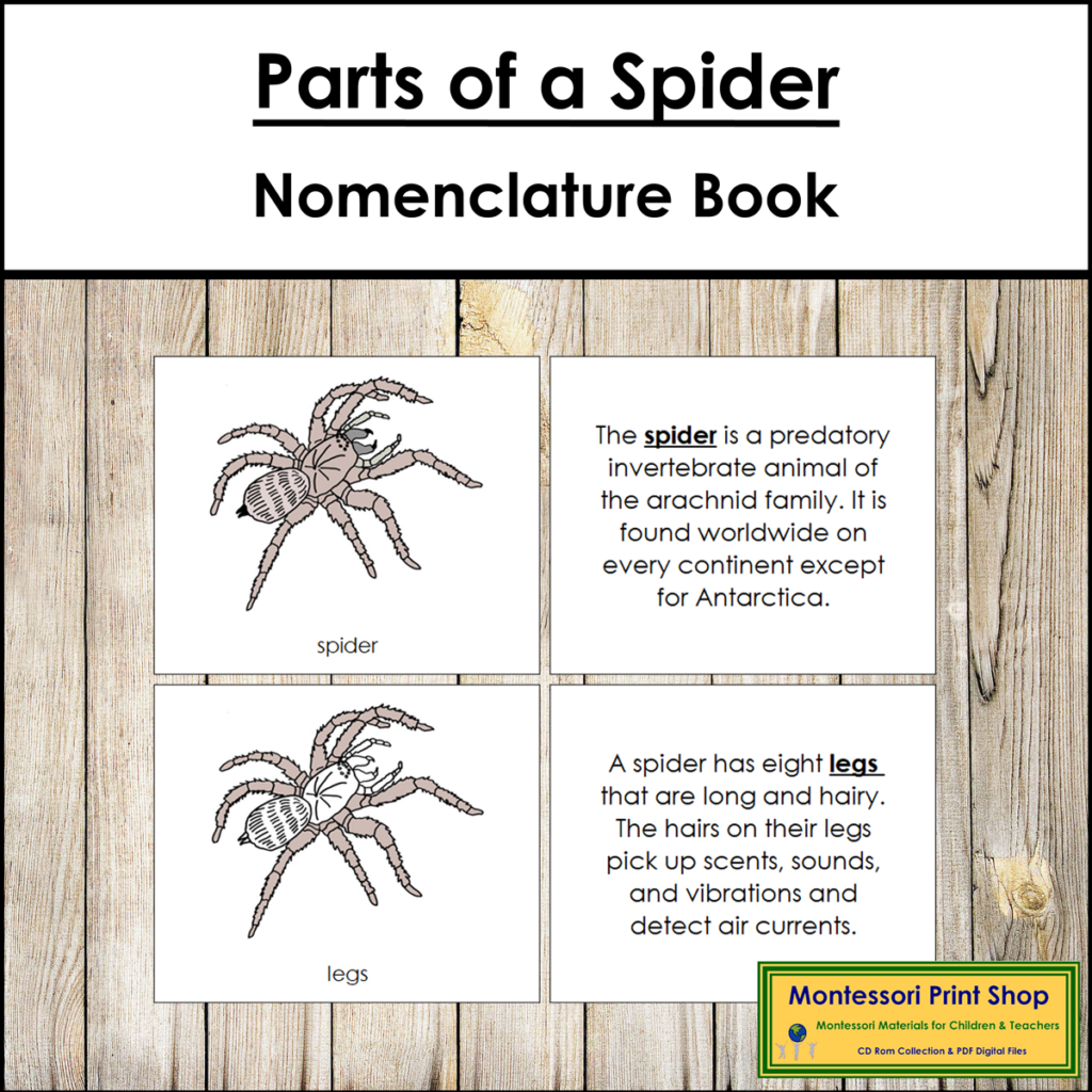 Parts of a Spider Book - Montessori Nomenclature - Made By Teachers