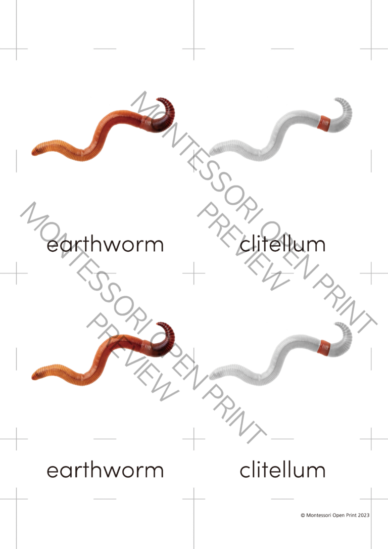 Montessori 3 Part Cards and Definitions - Parts of the Earthworm - Made ...
