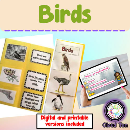 Birds - Made By Teachers
