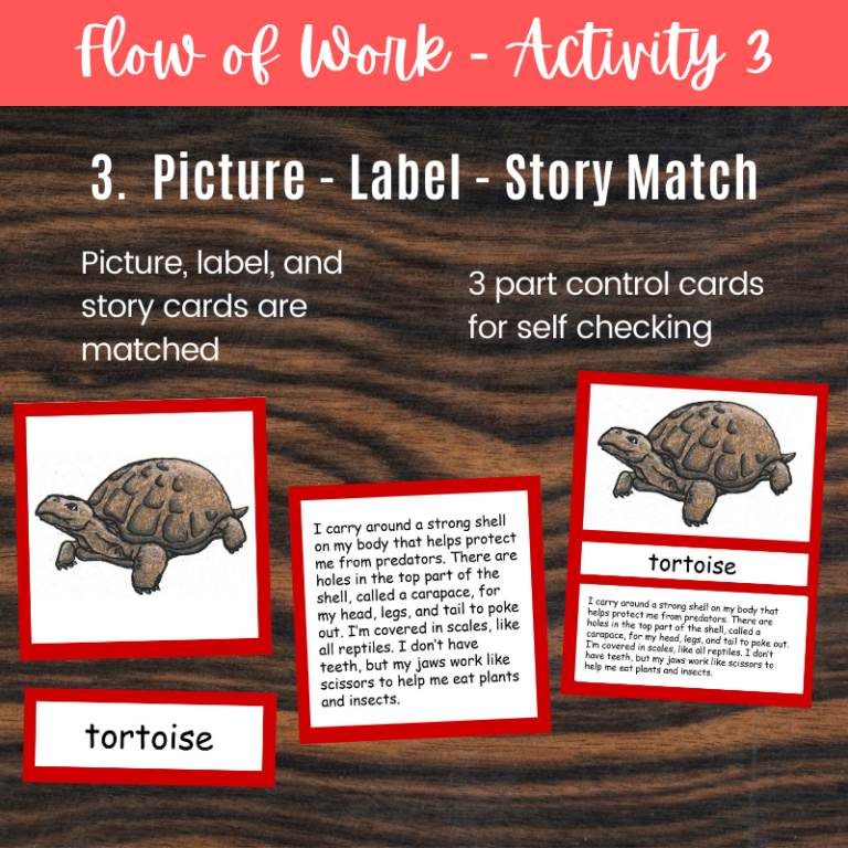 Amphibians Reptiles Cards and Booklet - Montessori Zoology Animal ...