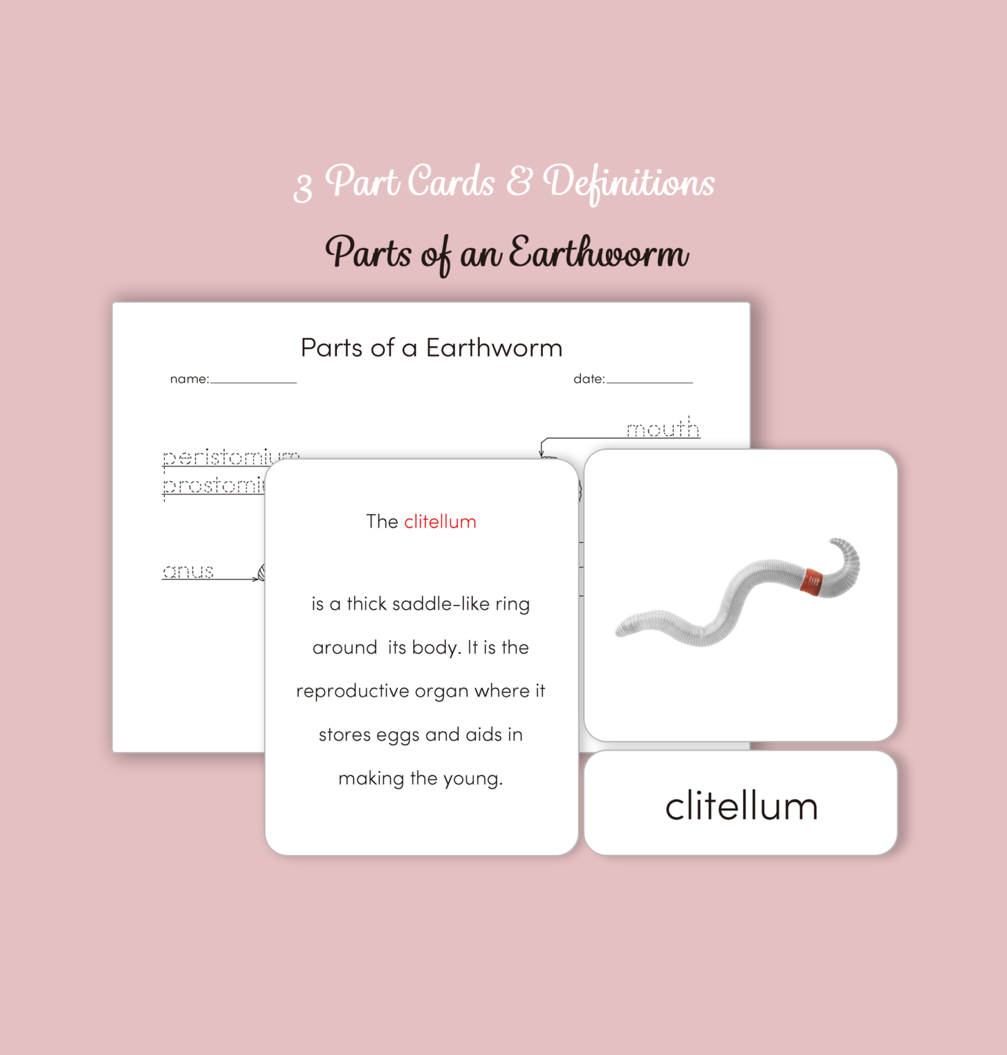 Montessori 3 Part Cards and Definitions - Parts of the Earthworm - Made ...