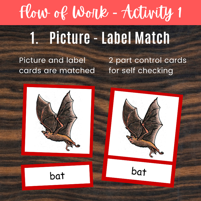 Mammals Cards and Booklets - Montessori Zoology Animal Classification ...