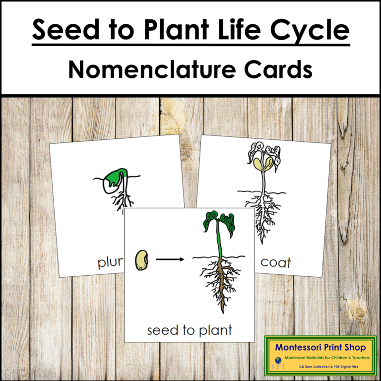 Seed to Plant Life Cycle 3-Part Cards - Montessori Nomenclature - Made ...