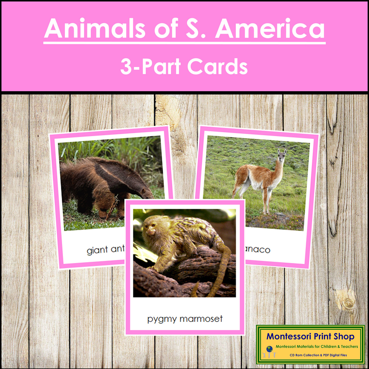 The Ladybug Life Cycle 3-Part Cards & Charts - Montessori Nomenclature ...