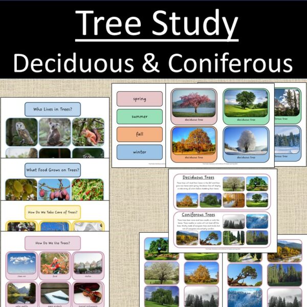 Tree Study Activities: Deciduous and Coniferous Botony Kindergarten ...