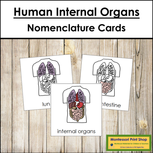 Human Internal Organs 3-Part Cards - Montessori Nomenclature - Made By ...