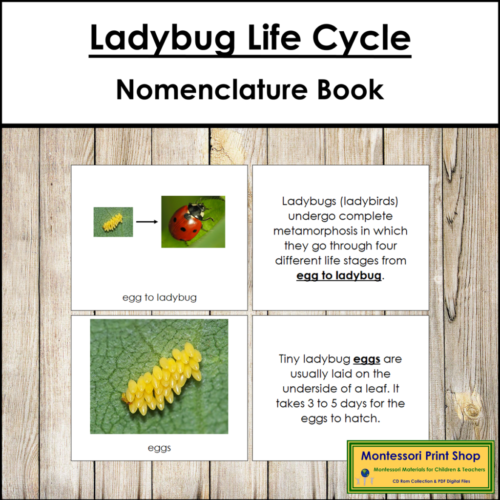 The Ladybug Life Cycle Book - Montessori Nomenclature - Made By Teachers