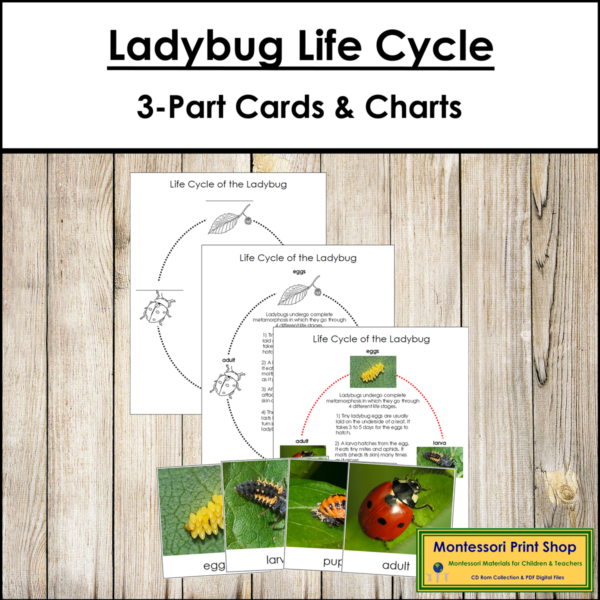 The Ladybug Life Cycle 3-Part Cards & Charts - Montessori Nomenclature ...