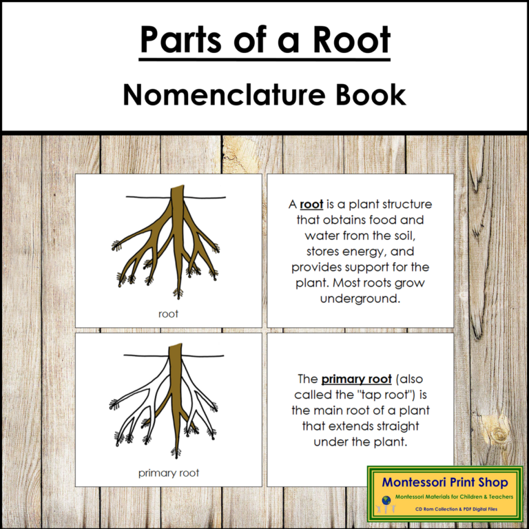 Parts of a Root Book - Montessori Nomenclature - Made By Teachers