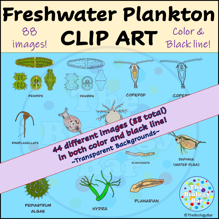 ESL Biology Cell Transport Vocabulary Cards | Made By Teachers