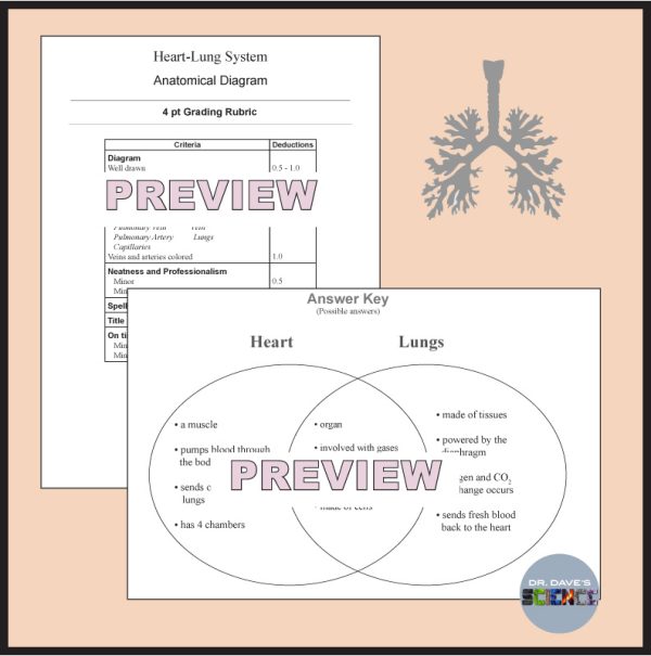Respiratory and Circulatory Systems, Heart Lung Diagram Activity, Alveoli | Made By Teachers