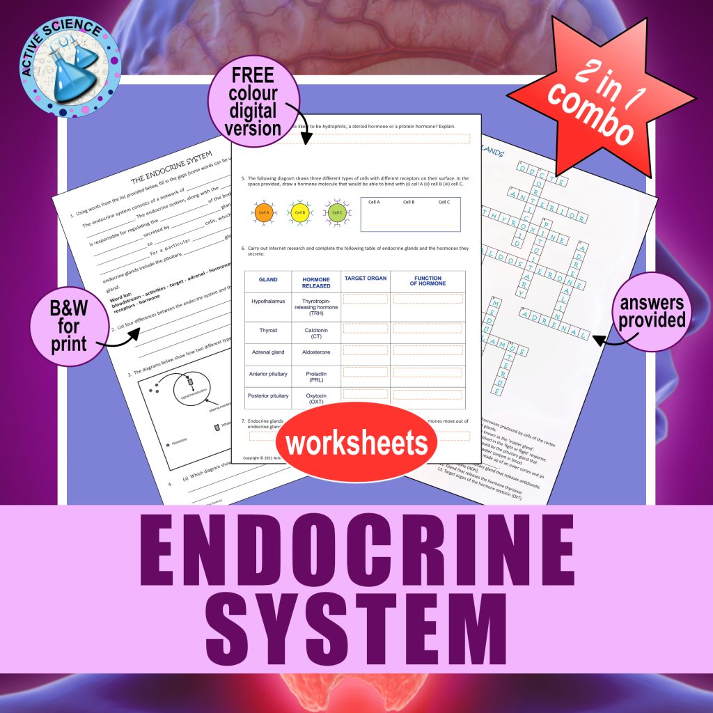The Endocrine System | Made By Teachers
