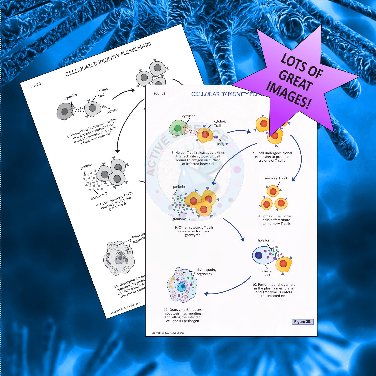 The Immune System (Summary Notes) | Made By Teachers