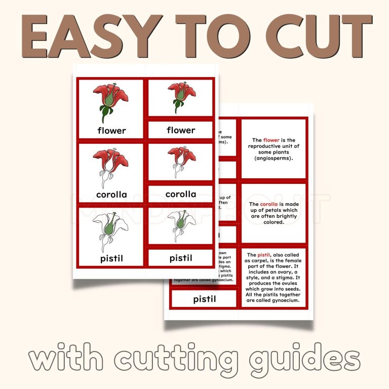 Parts of the FLOWER Montessori Botany Unit Study 5-Part Card Definition ...