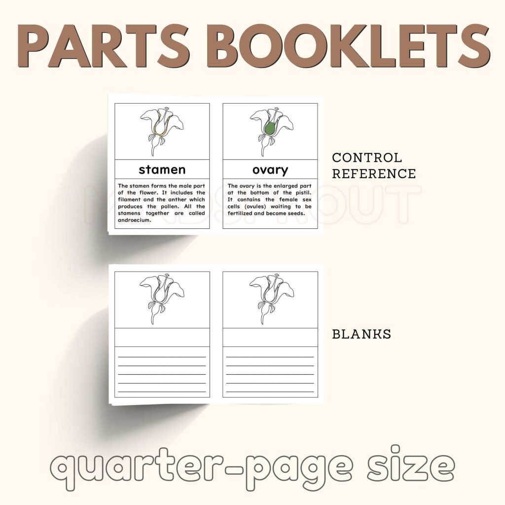 Parts of the FLOWER Montessori Botany Unit Study 5-Part Card Definition ...
