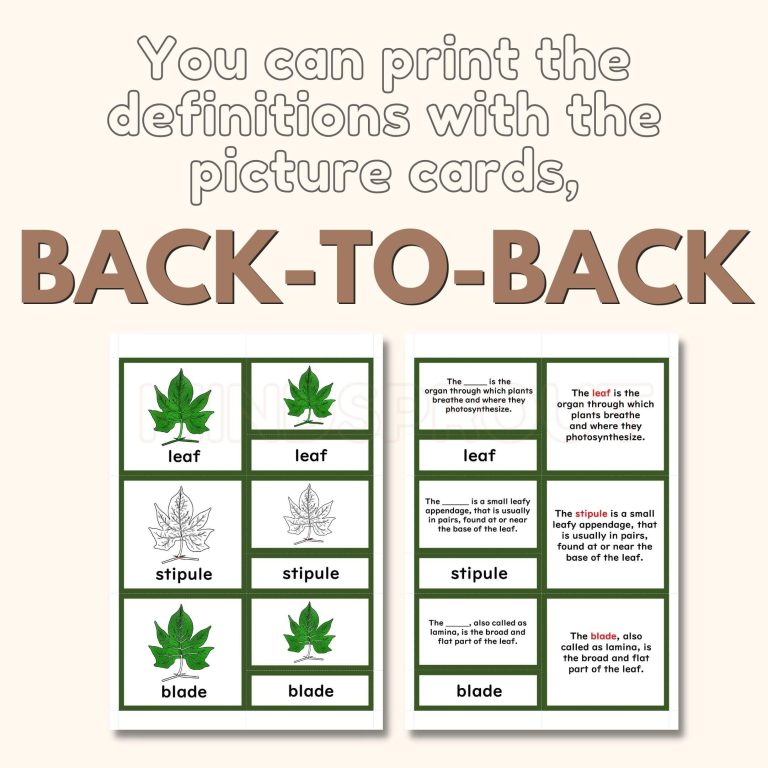 Parts of the LEAF Montessori Botany Unit Study 5-Part Card Definition ...
