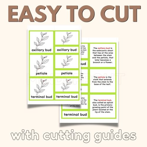 Parts of the STEM Montessori Botany Unit Study 5-Part Card Definition ...