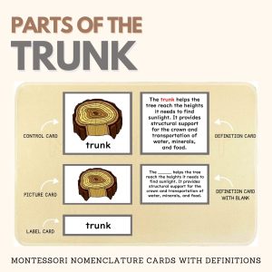 Parts of the TRUNK Montessori Botany Unit Study 5-Part Card Definition ...