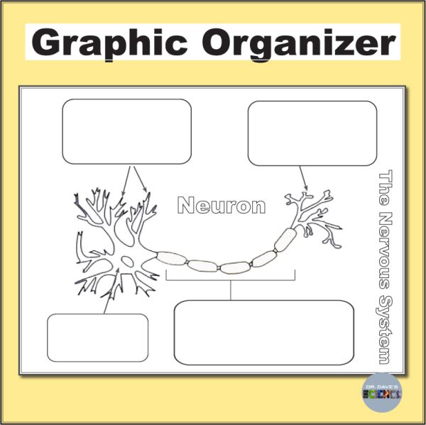 Nervous System Activity, Model of a Neuron Worksheets, Quiz, Graphic ...