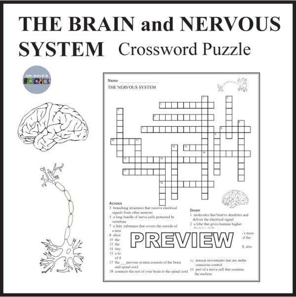 Nervous System Activity Brain Size Graph Middle School Human Body ...
