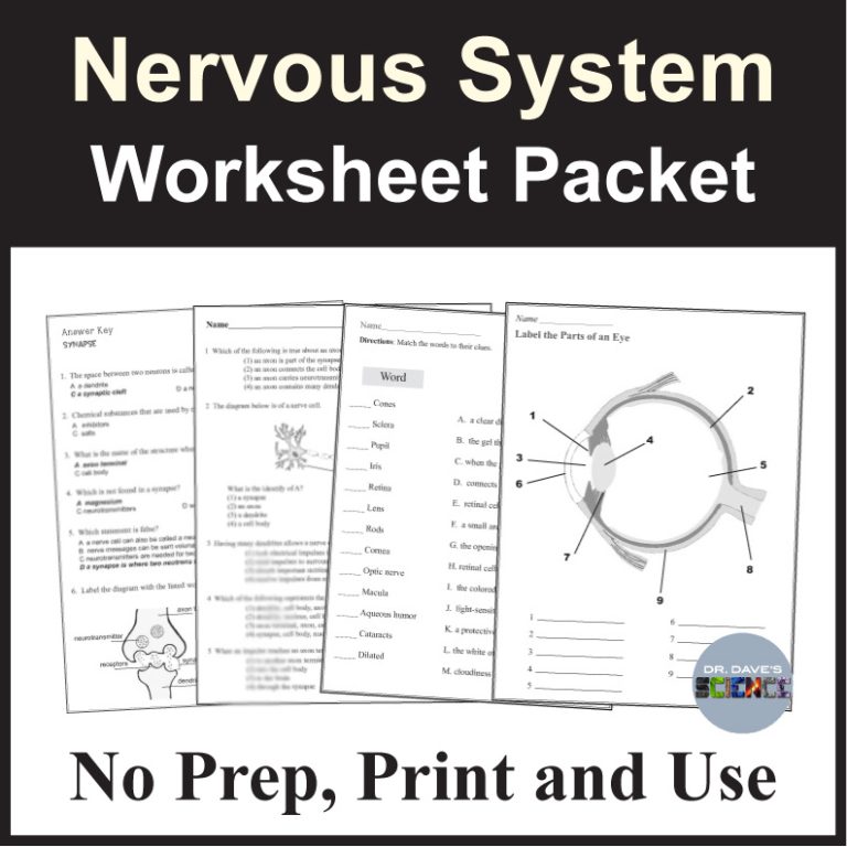 Nervous System Worksheet Packet Neuroscience - Made By Teachers