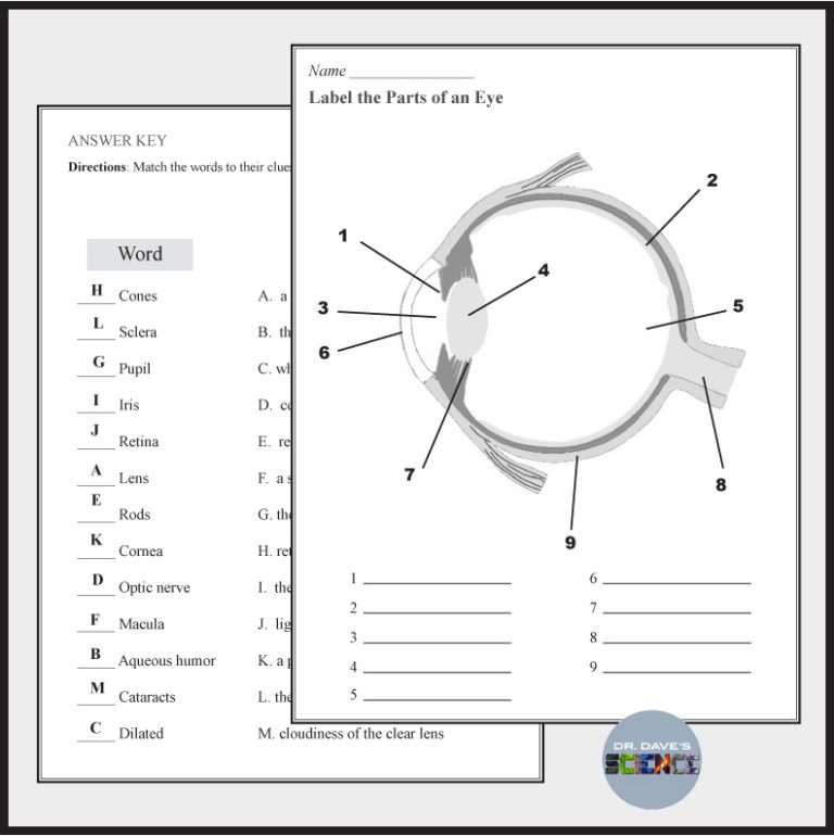 Nervous System Worksheet Packet Neuroscience - Made By Teachers