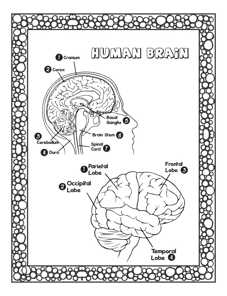 Human Anatomy Coloring Pages for Kids, learn the body part’s name ...