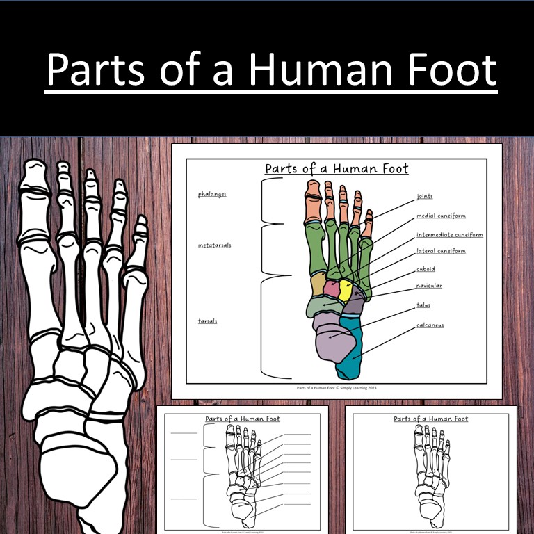 Labeling Human Bones Level 1 Parts of Science Anatomy | Made By Teachers