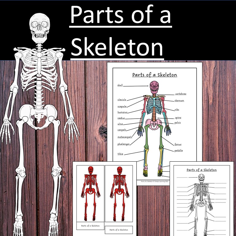 Labeling Human Bones Level 1 Parts of Science Anatomy | Made By Teachers