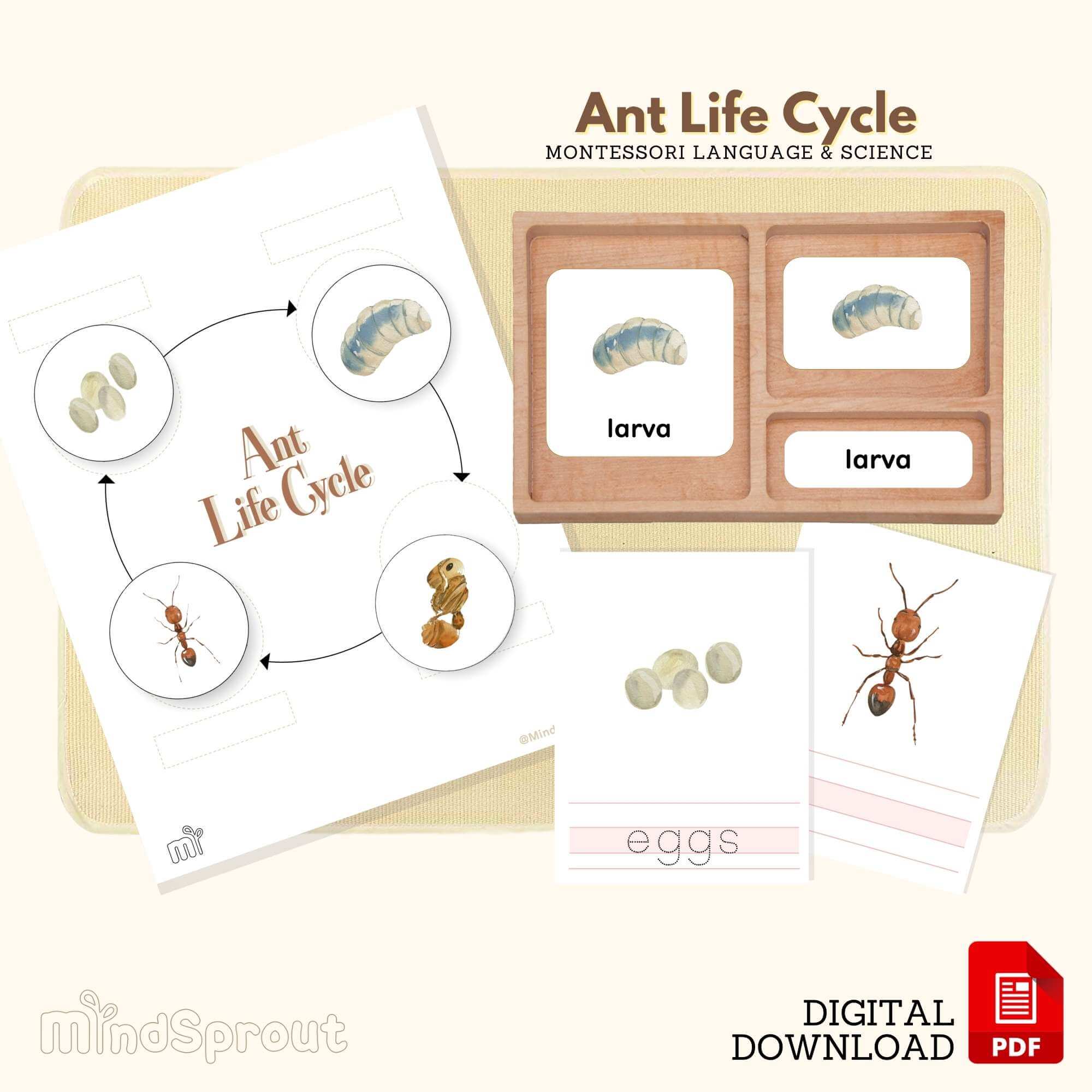 Carrot Life Cycle 3-Part Cards and Chart Botany Montessori Printable ...