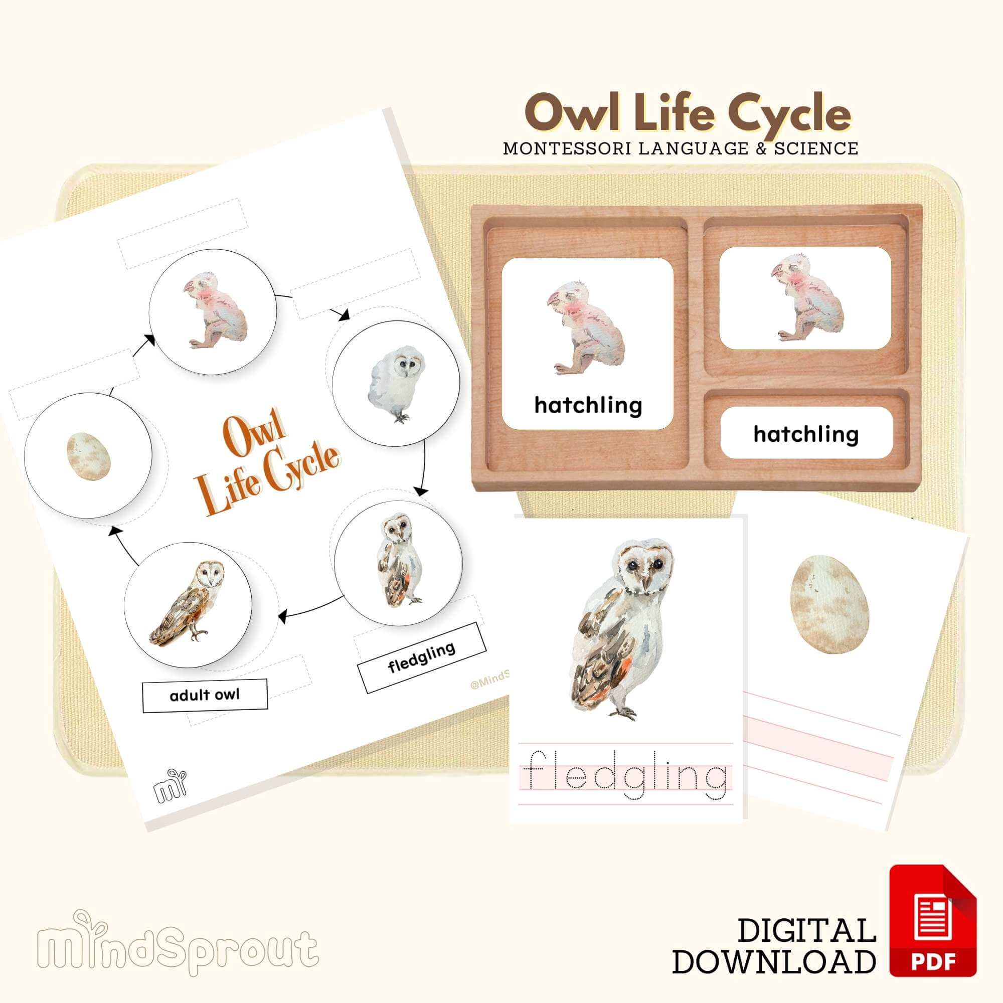 Life Cycle of a Snail Montessori Language Material Snail Life Cycle ...