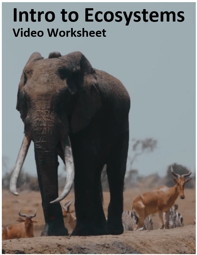 Vocabulary Builder Part 17 Video sheet, Google Forms, Canvas & more V2 ...
